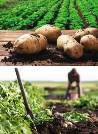 SPAR - When the chips are down, SPAR is all for sustainable sourcing.